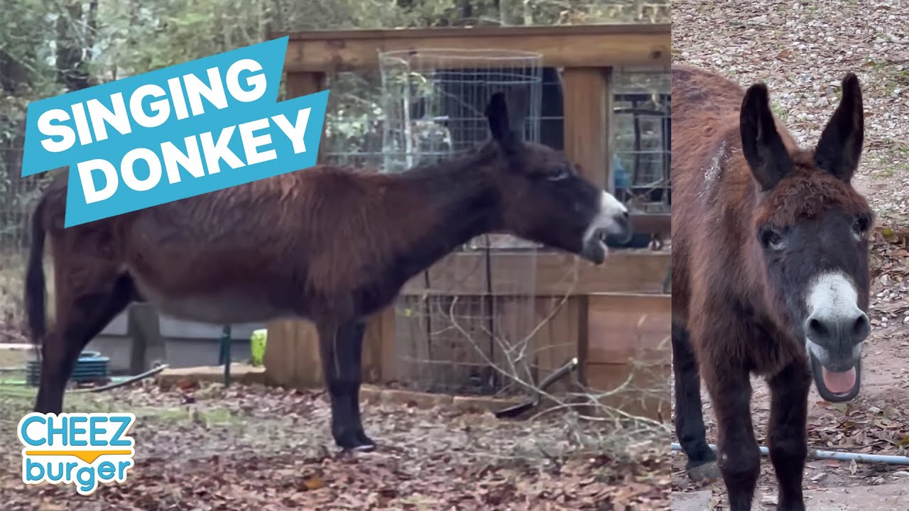 This Donkey Loves to Sing - YouTube