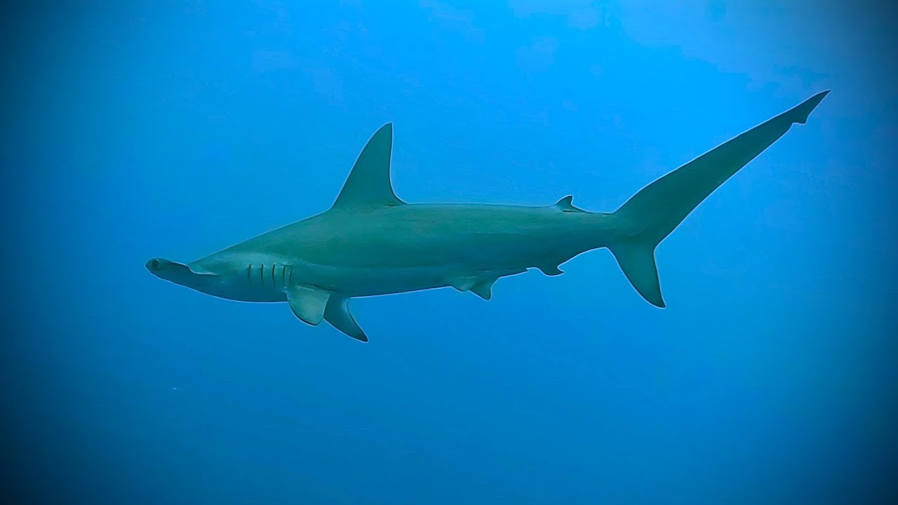 CLOSE ENCOUNTERS OF HUMONGOUS HAMMERHEAD SHARKS! Diving in Papua New ...