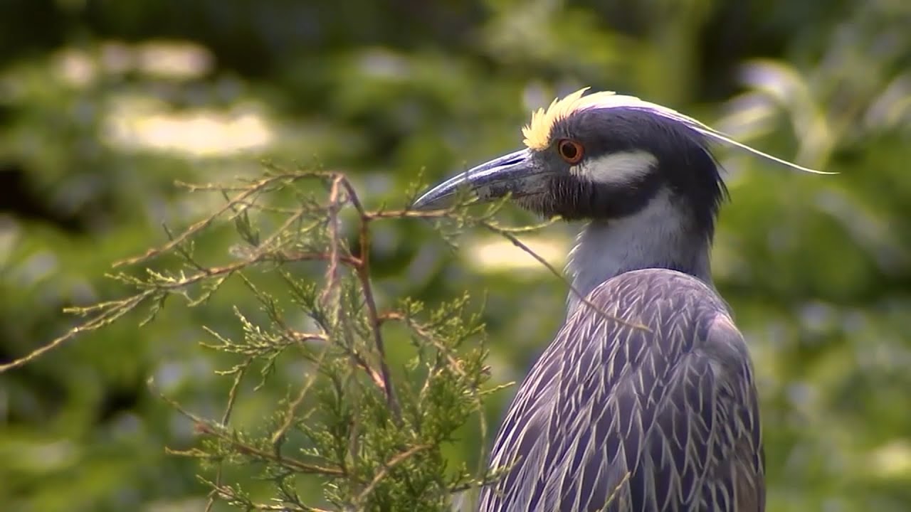 Look out for the nesting shore birds at the Ocean City Rookery - YouTube