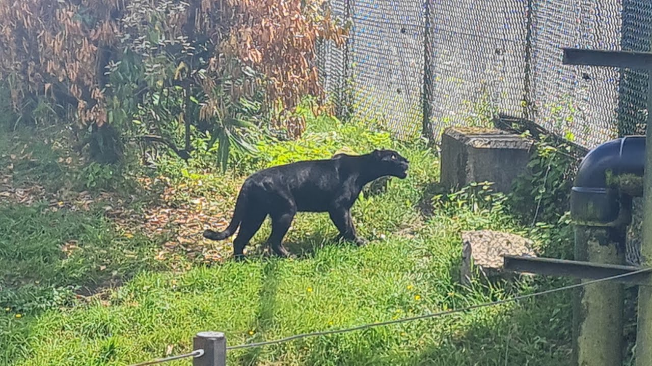 The Jaguar Black Panther in Chester Zoo - YouTube