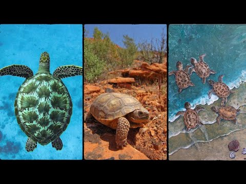 Turtle Species Showcase | Exploring the World of Turtles - YouTube