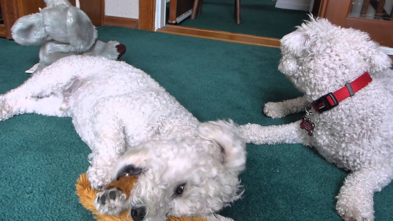 Bichon Frise Dogs Playing on Carpet having Fun - YouTube