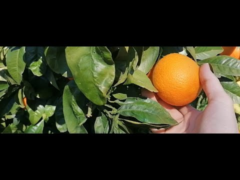 Vlog 12 - Portakal aşkı :)