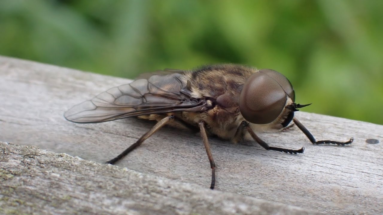 De Grijze Runderdaas (Tabanus autumnalis)!!! De op een na grootste daas ...