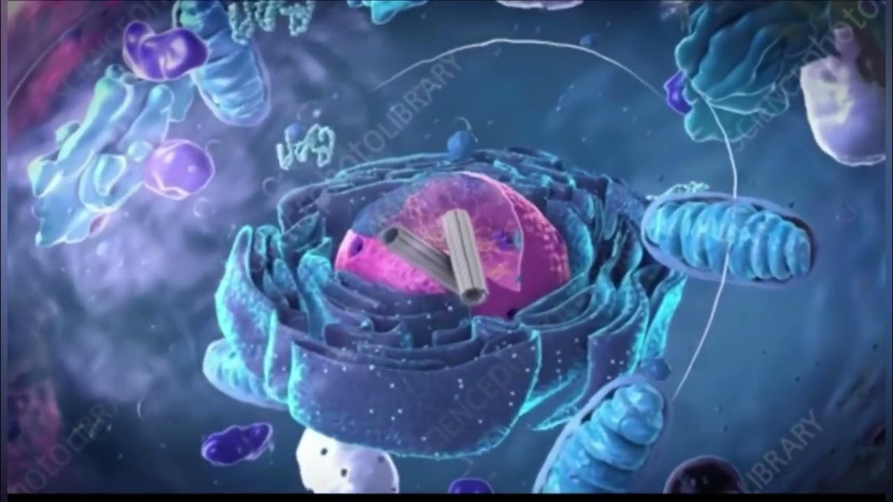 What Is Cell Wall YouTube what-is-cell-wall-youtube