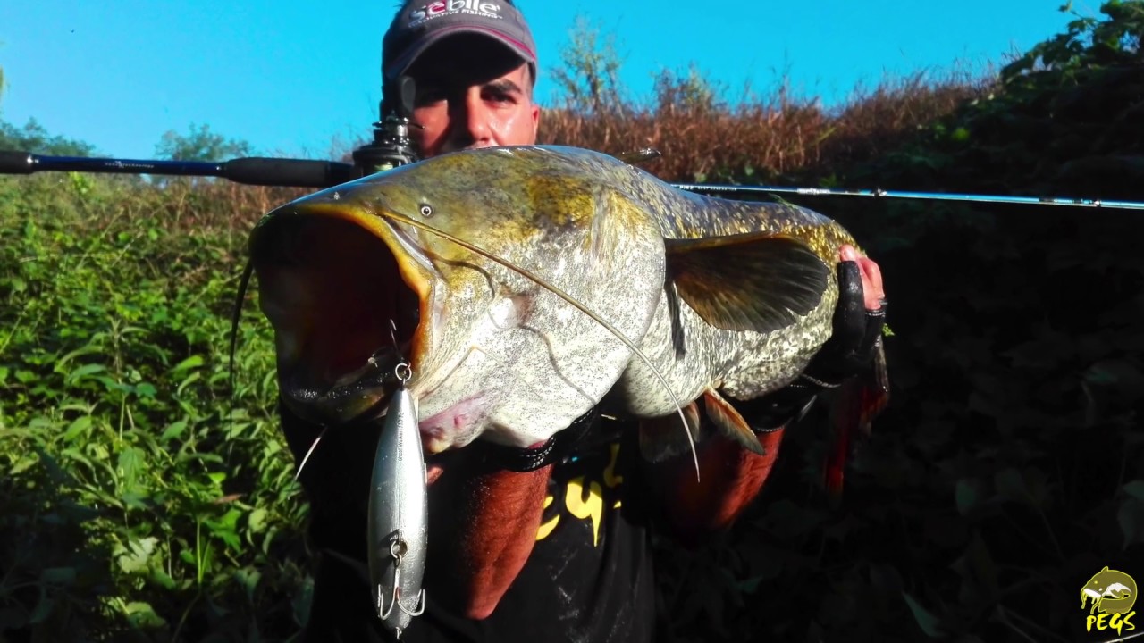 Wels catfish: instant attacks! - YouTube