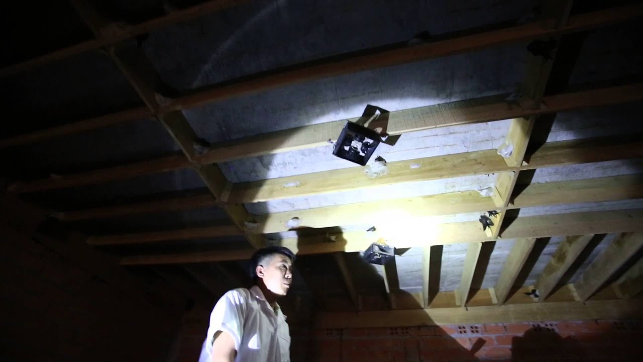 Inside the nesting house for swiftlets - YouTube