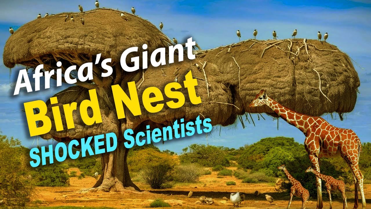 20 Largest & Most Amazing Bird Nests Ever Built! - YouTube
