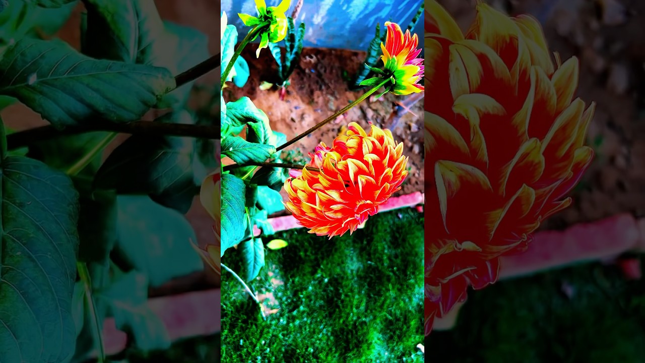 Bhamara Lukhya Phool Phool ko - YouTube