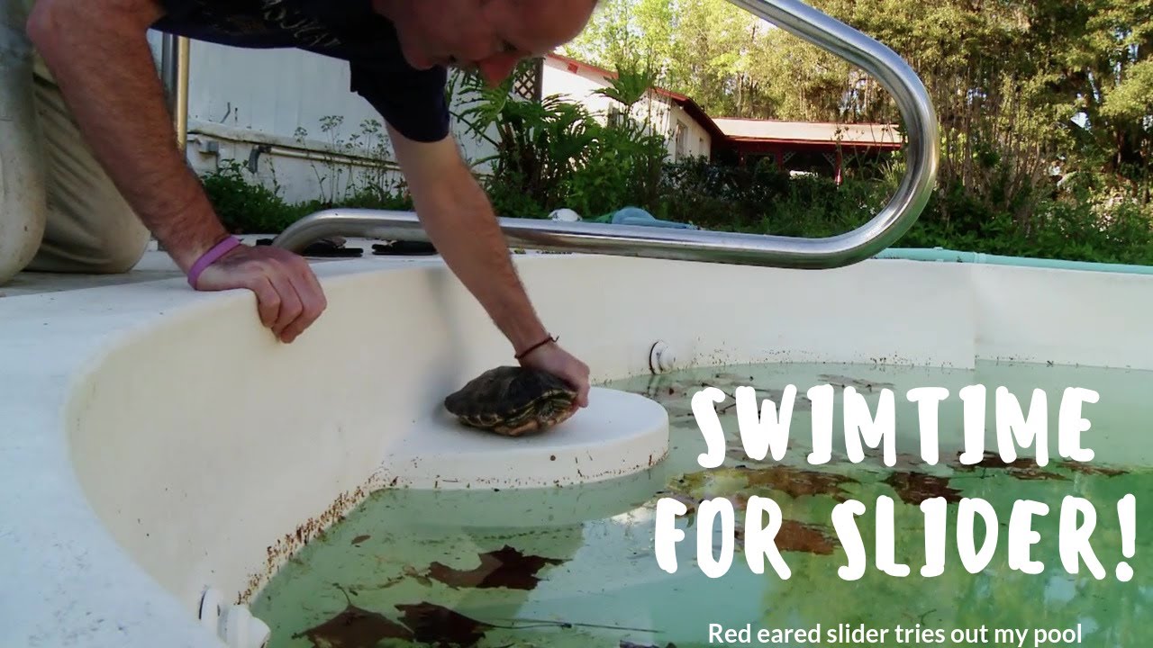 Tammy Red Eared Slider In Swimming Pool - YouTube