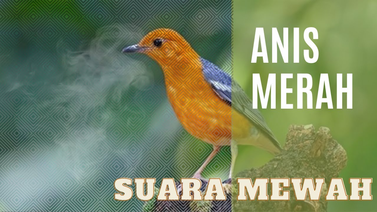 Burung Anis Merah | Bersuara Mewah | Gacor dan Teler - YouTube