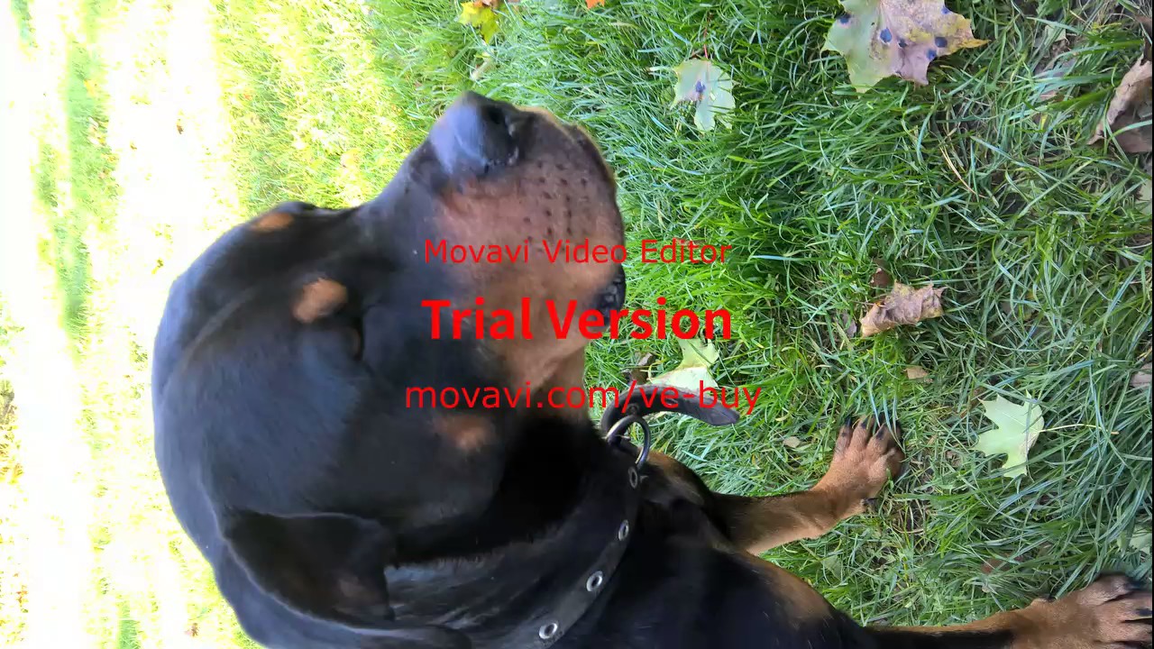 Doge for rap - YouTube