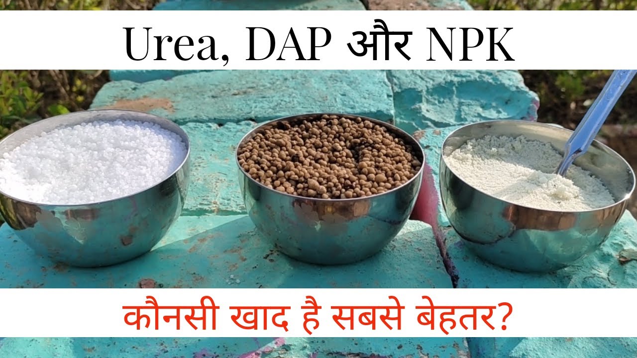 Urea, DAP और NPK कौनसी खाद है सबसे बेहतरीन और क्यों? - YouTube