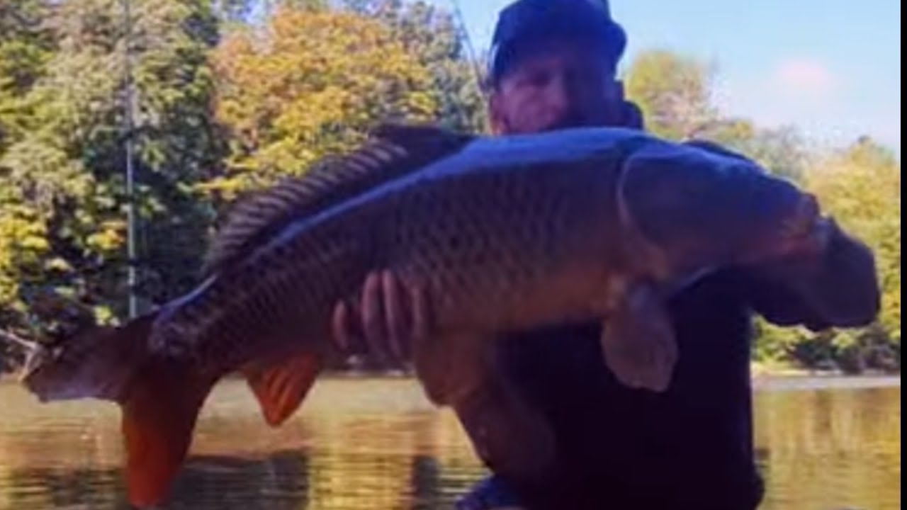 Giant Common Carp Carp on 12lb line - YouTube