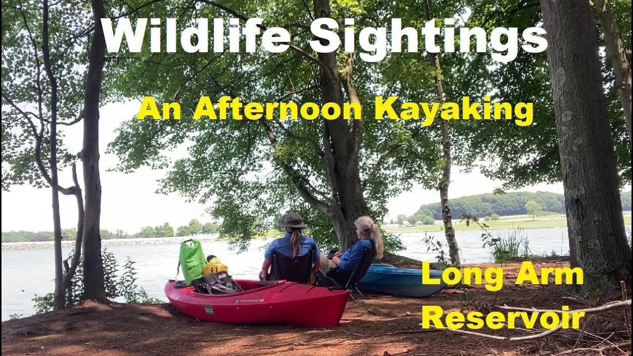 Wildlife Sightings: An Afternoon Kayaking at Long Arm Reservoir - YouTube