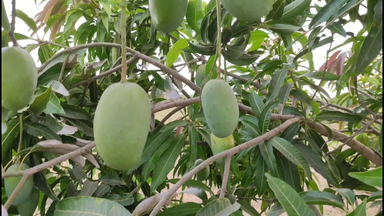 kesar mango ,Summer harvesting, Keri ni kapani,mango harvesting - YouTube