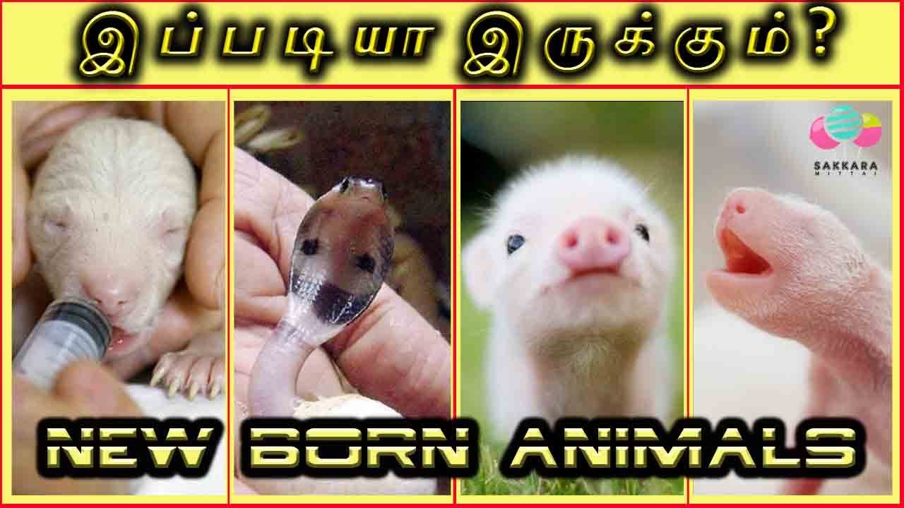 New Born Animals | Tamil | Facts Tamil | Sakkara mittai - YouTube