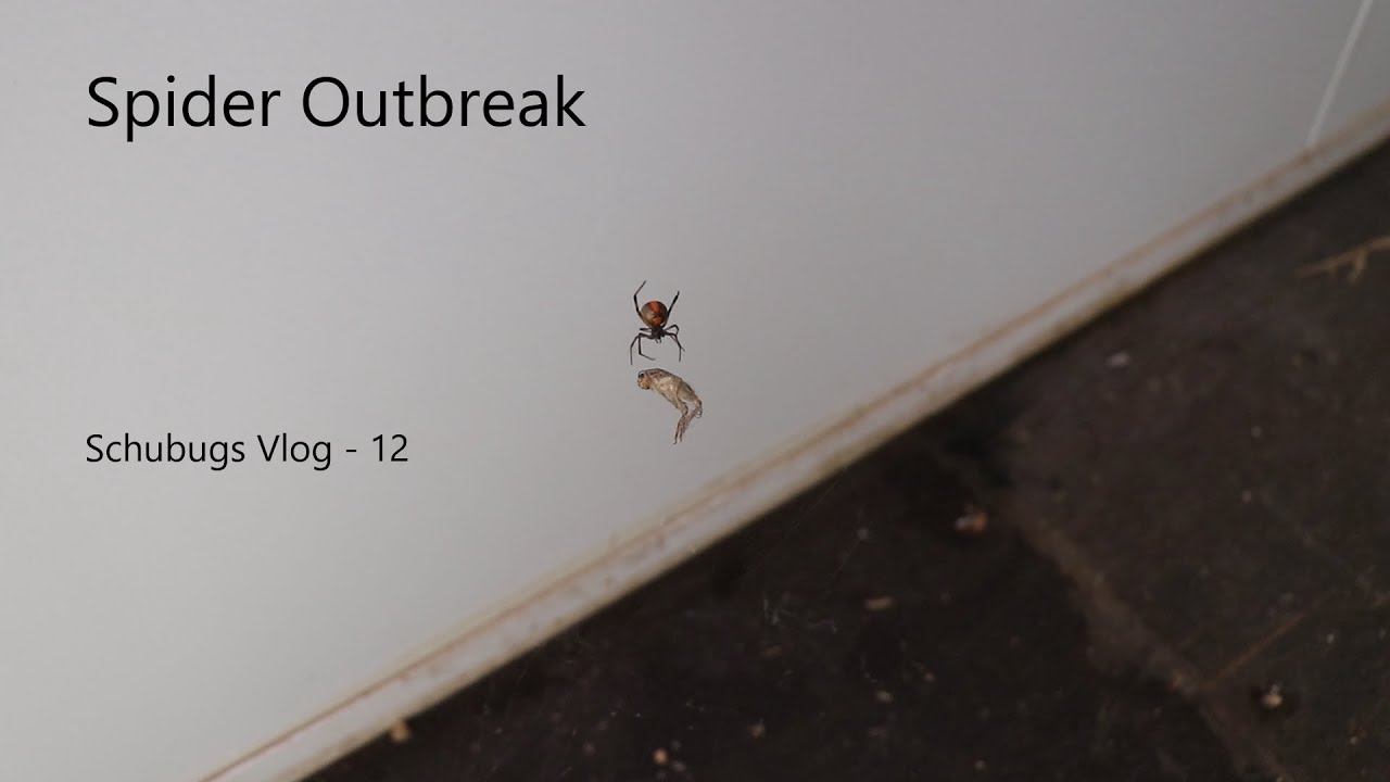 Spider Outbreak / Vlog 12 - YouTube