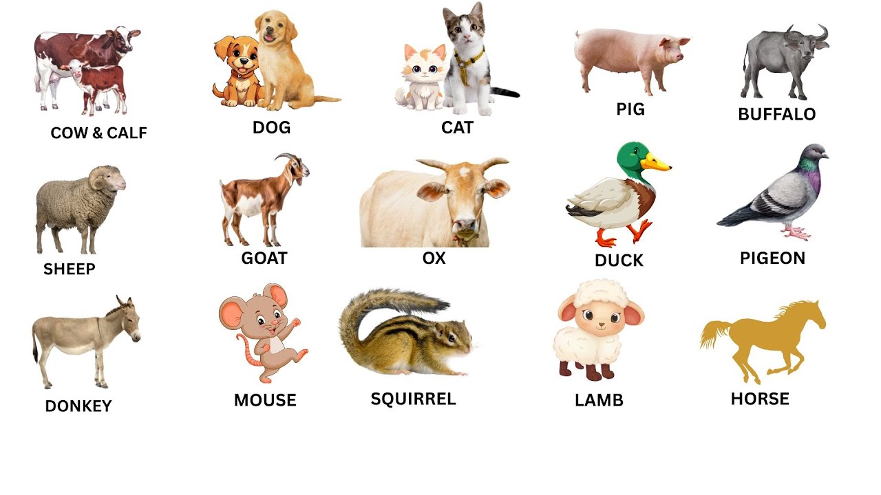 Learn Domestic Animals Names with Spelling in KHO KHO Educational ...