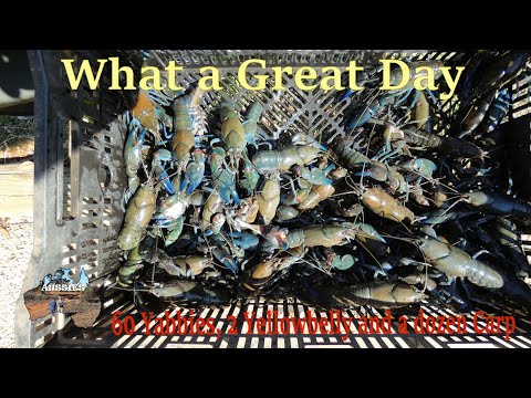 On the Murray River, 60 Yabbies, 2 Yellowbelly, and a dozen Carp in 3 ...