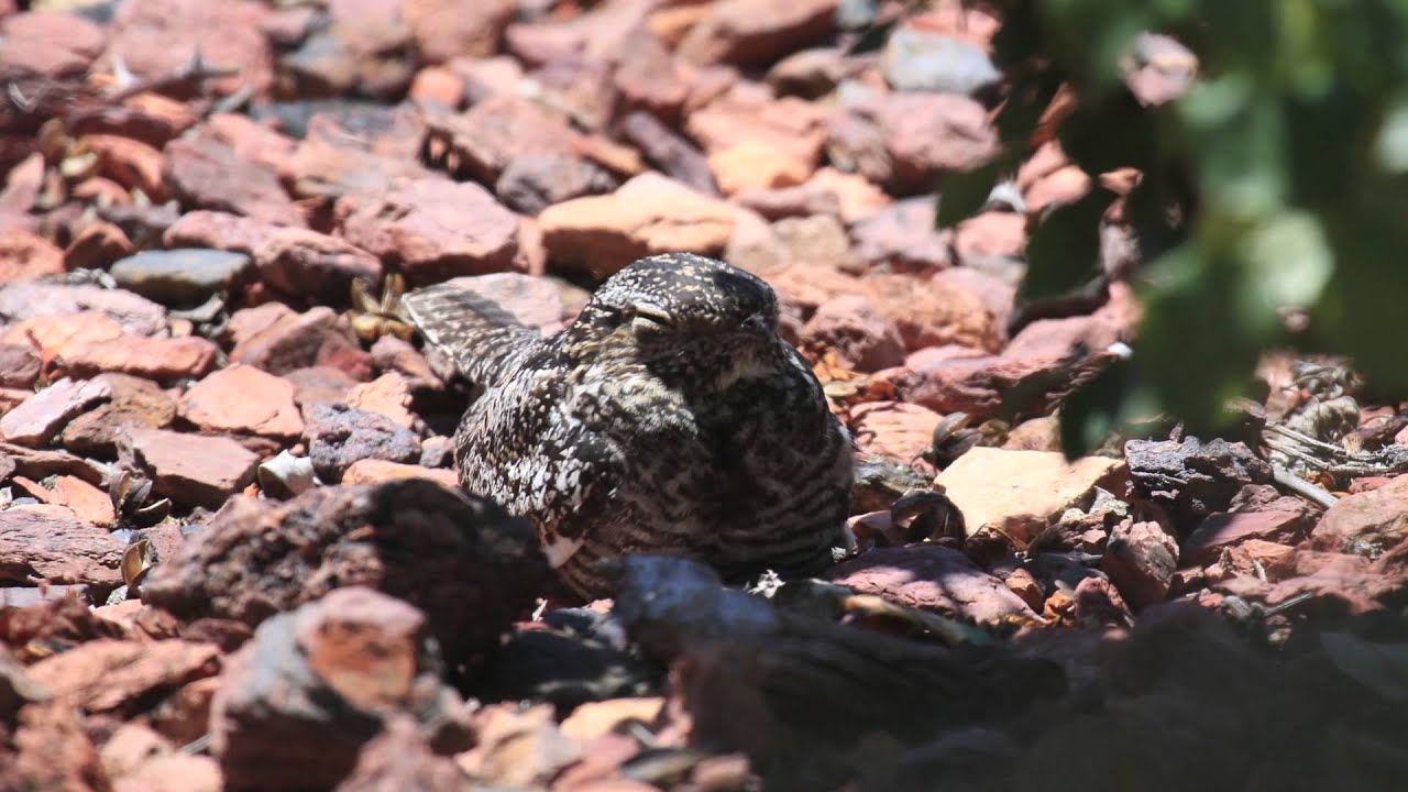 Common Nighthawk in The Villages, Fl - YouTube