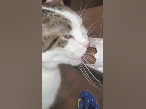 Cat obsessed with ball of catnip! #shorts - YouTube