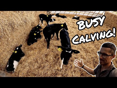 Calving Suddenly Got BUSY!