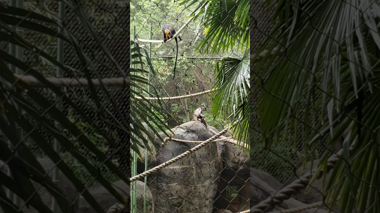 Monkeys @Atlanta Zoo(4) - YouTube