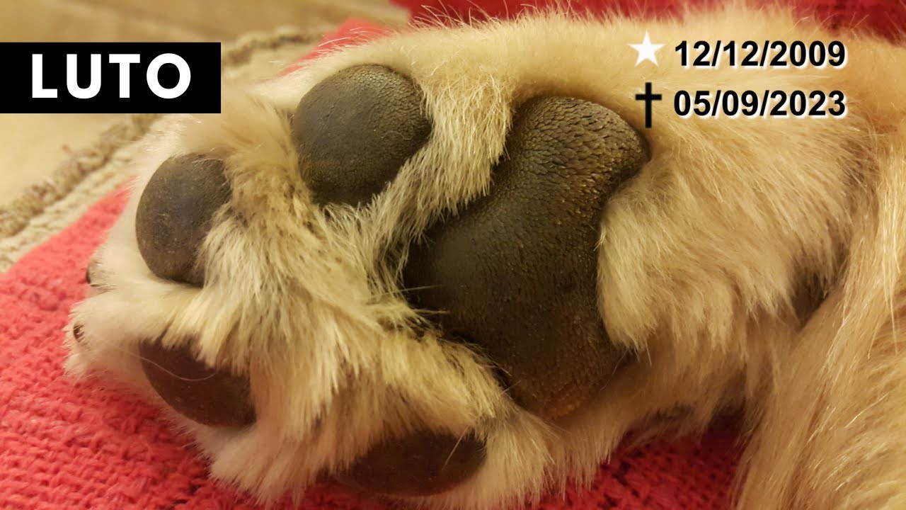 GOLDEN RETRIEVER | HOMENAGEM A NOSSA JULIE - YouTube