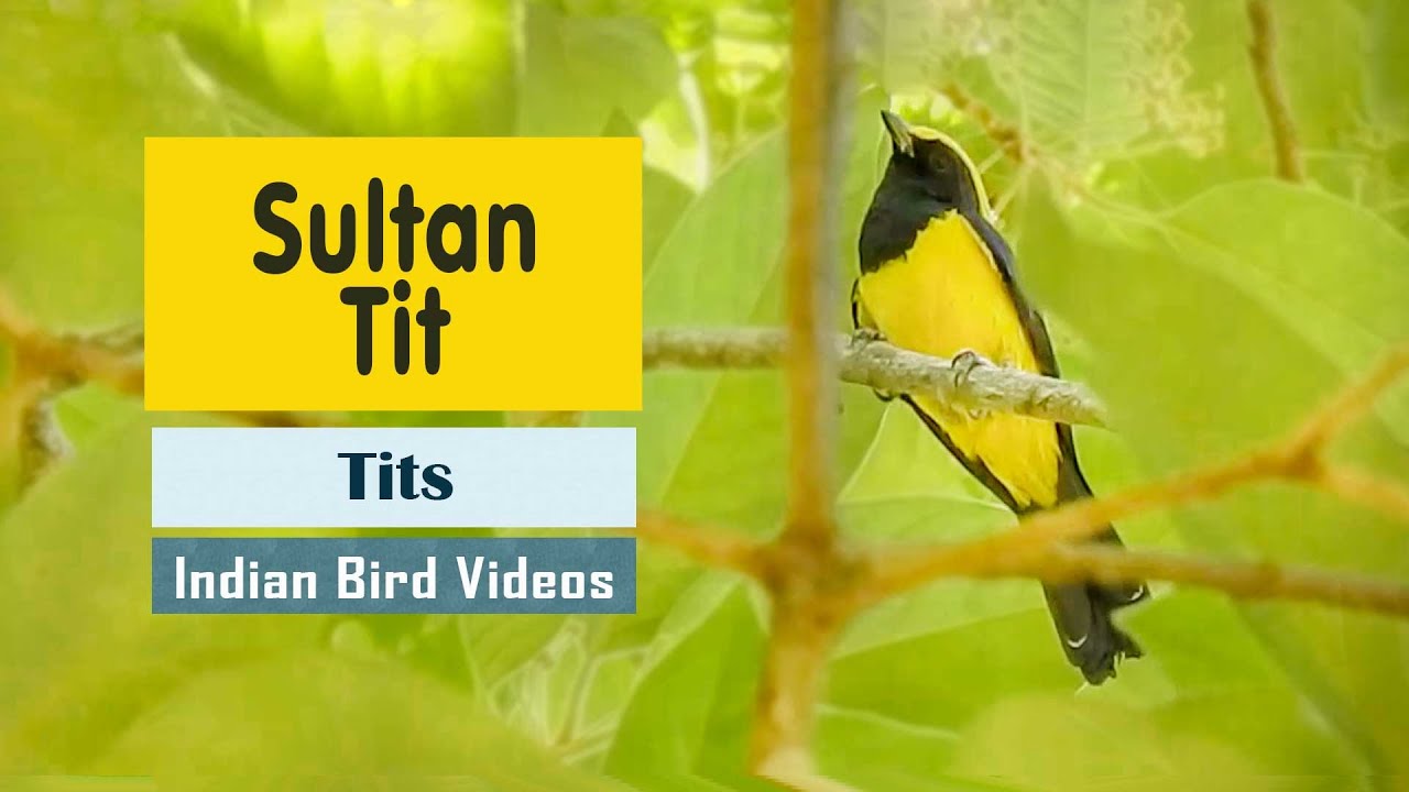 The Sultan Tit (Melanochlora sultanea) - Indian Bird Videos - YouTube