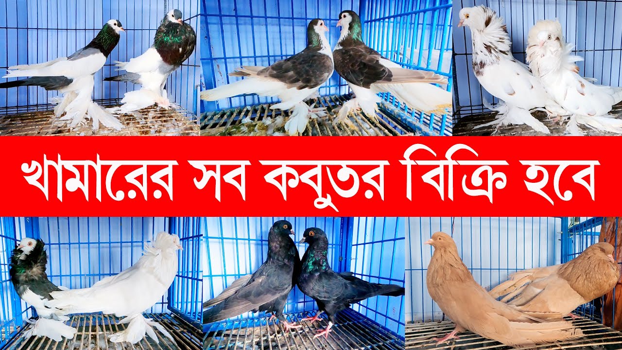 খামারের সব কবুতর বিক্রি হবে খাঁচা সহ | kobutor hat 2023 | pigeon market ...