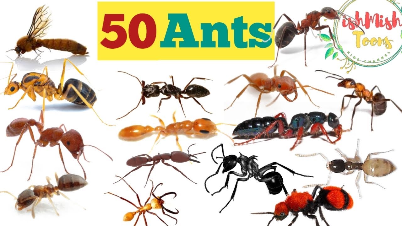 Ants Vocabulary | 50 Ants with names & pictures | Types of Ants in ...