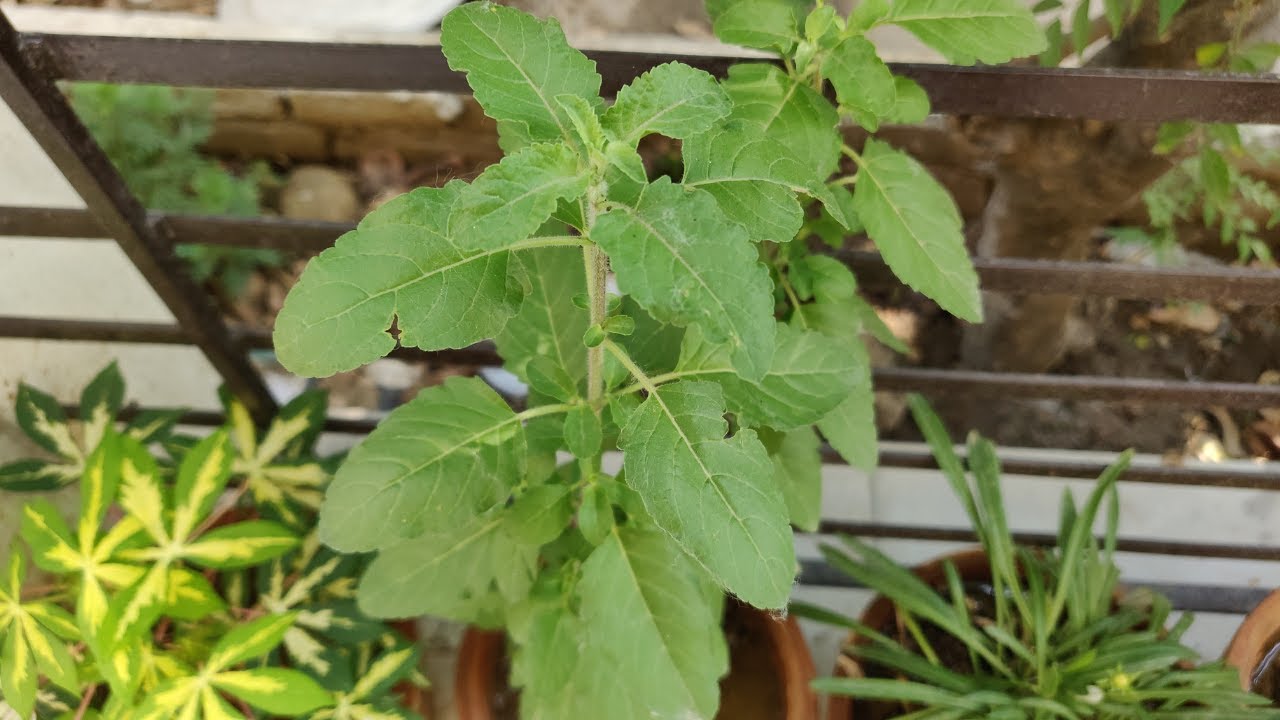 How To Grow & Care Holy Basil / Tulsi Plant in Pots - Tulsi Plant ...