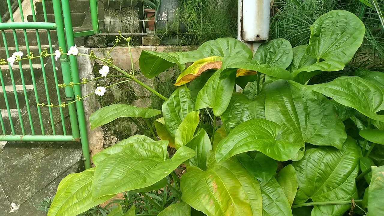 Pohon Hias Daun Lebar bunga putih - YouTube