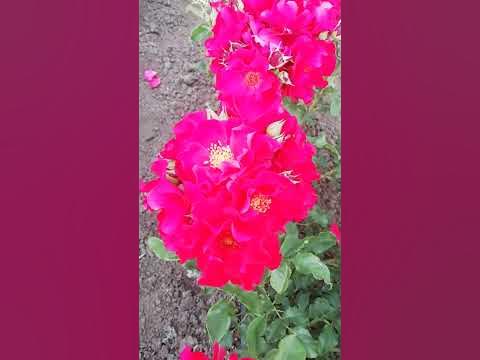 Анна меже - YouTube