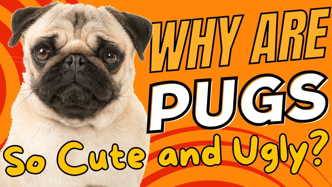 Why Are Pugs So Cute and Ugly? - YouTube