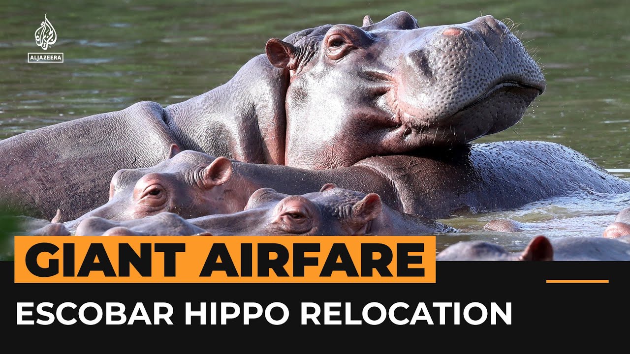 Airfare for Pablo Escobar’s hippos has a hefty price tag | Al Jazeera ...