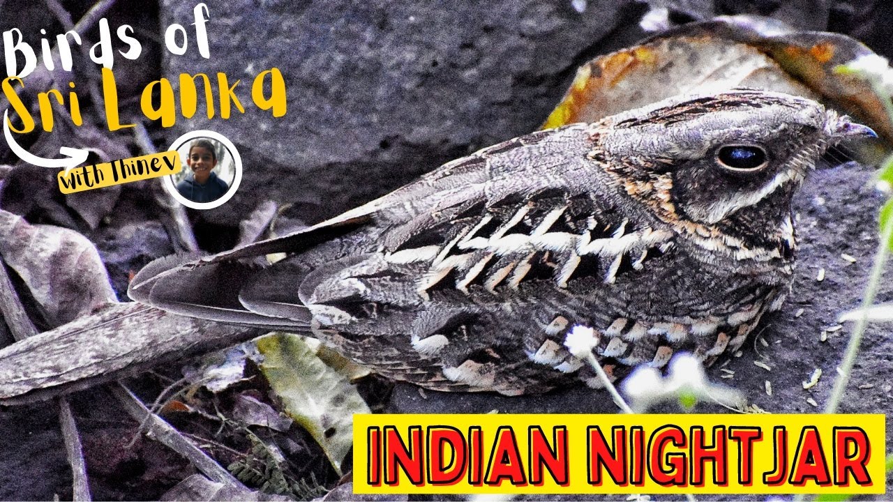 INDIAN NIGHTJAR | Birds of Sri Lanka with Thinev | Sound / Call - YouTube