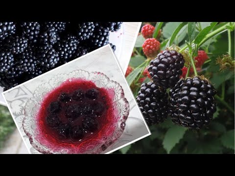 Ən asan və tez hazırlanan mürəbbə  Qara moruq mürəbbəsi