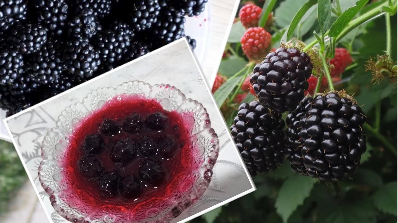 Ən asan və tez hazırlanan mürəbbə Qara moruq mürəbbəsi - YouTube