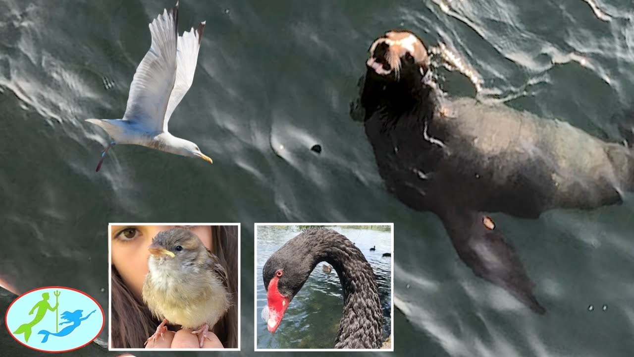 Seagull Steals Sea Lions fish! | Funny Animal Encounters | Theekholms ...