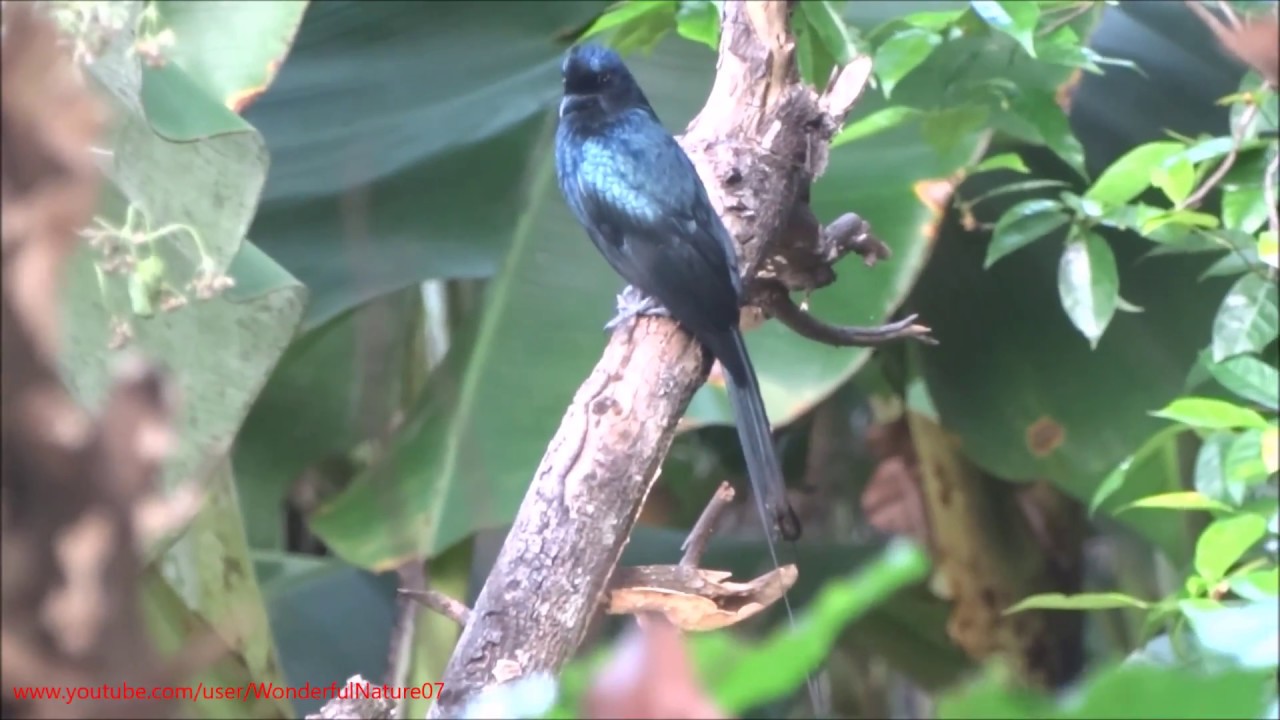Beautiful erattavalan kili(Racket-tailed drongo)~Double tailed bird ...