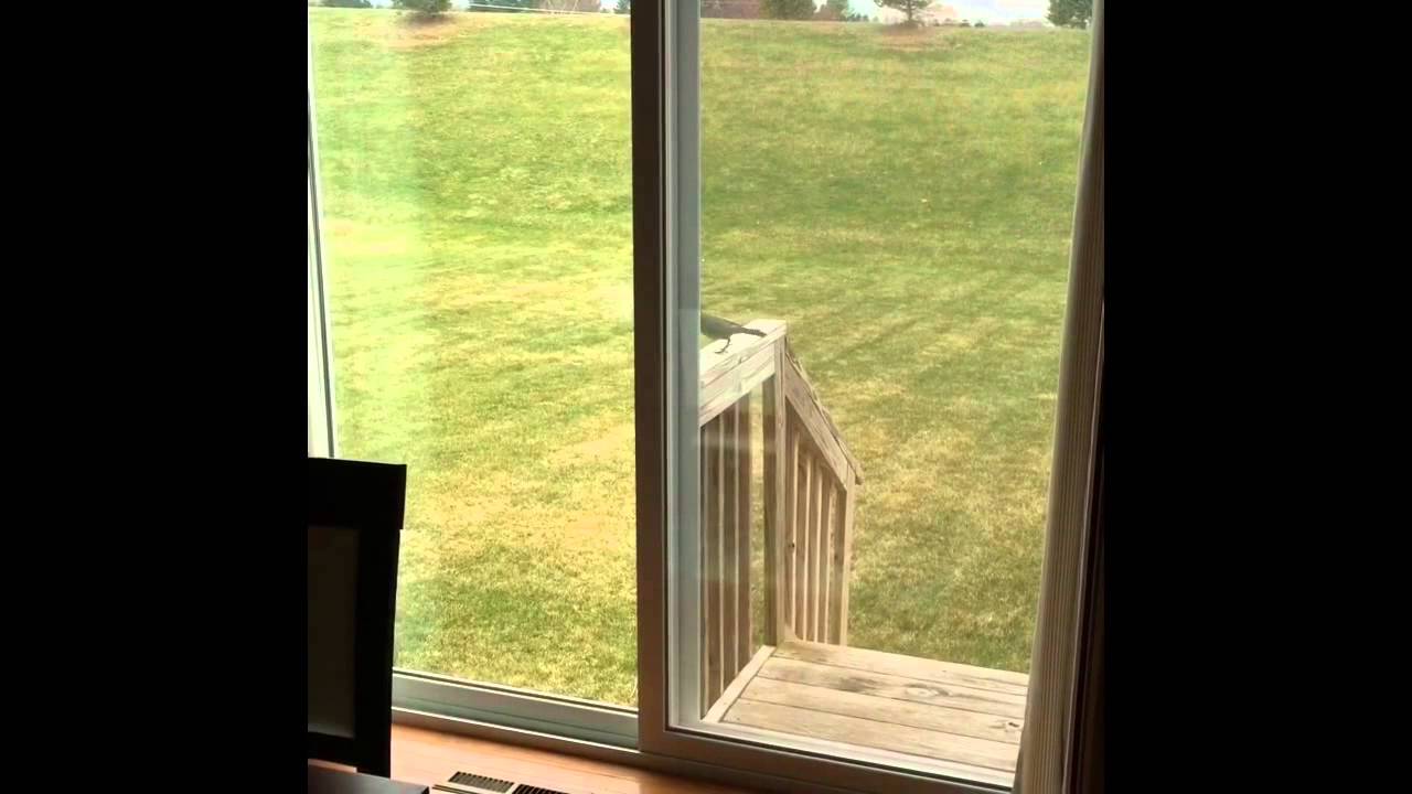 Bird keeps crashing into window - YouTube