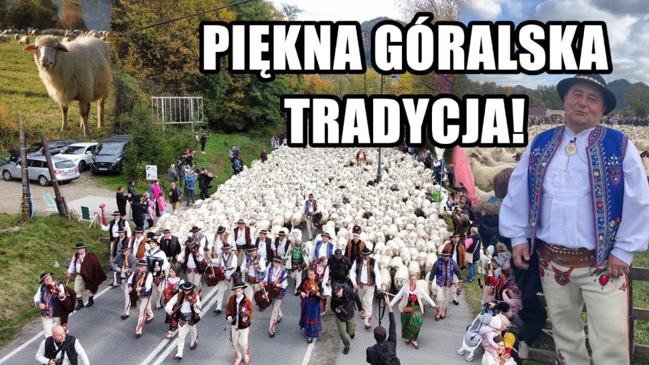 Górale przepędzili ponad 1500 owiec ulicami Szczawnicy! Czym jest redyk ...