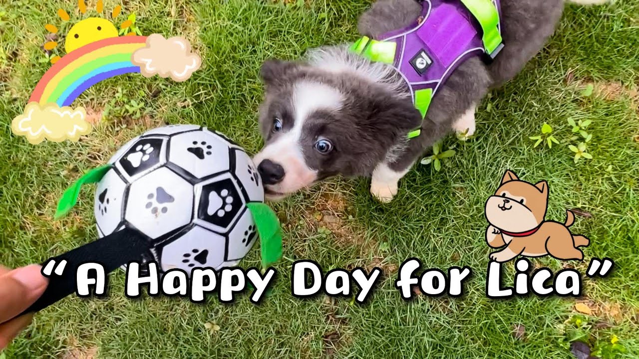 A happy day for Lica.#dog #bordercollie #funnydogs - YouTube