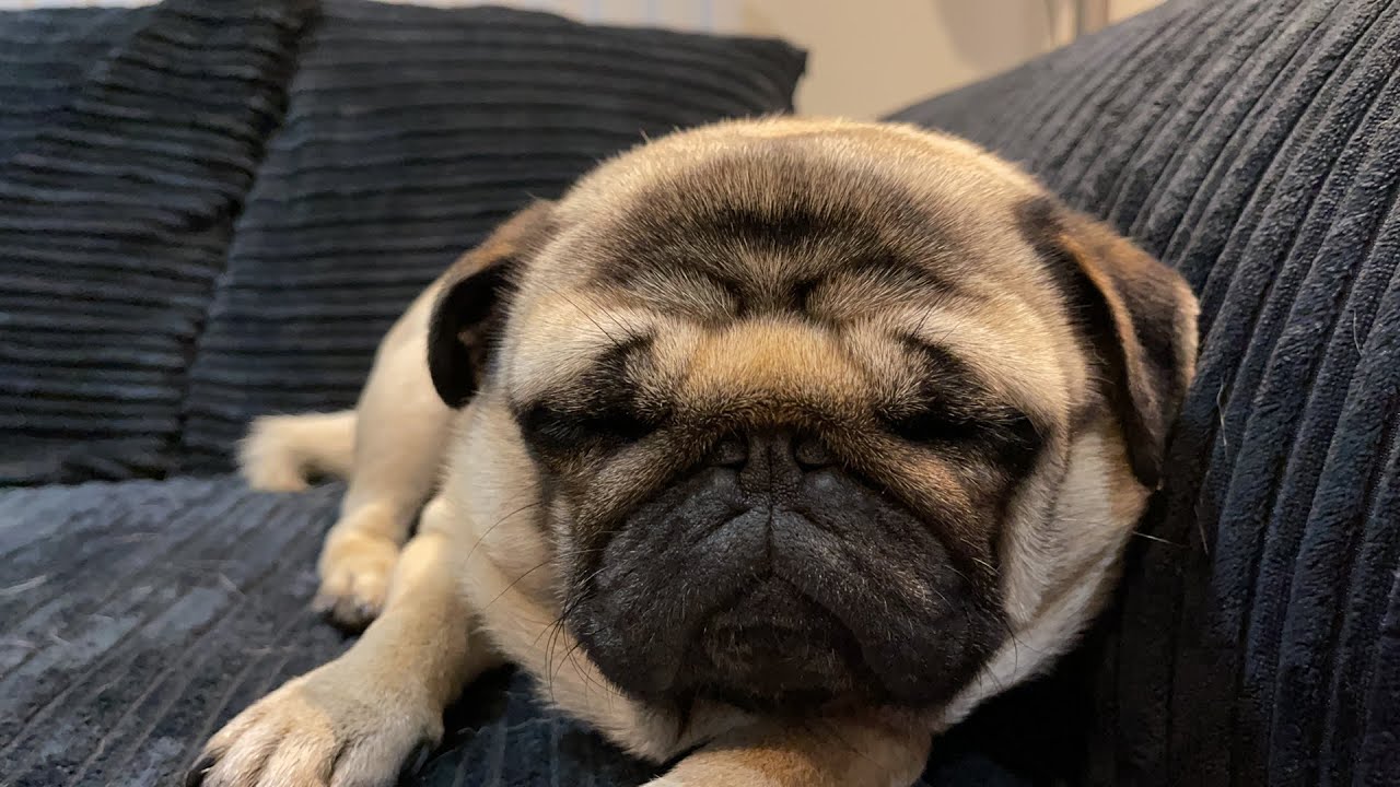 | 1 MINUTE OF PUG SNORING | Pangpang the Pug 2021 dog sounds ASMR ...