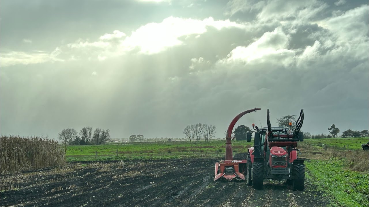 2 Loads Of Maize in Prep of Rain. More Fencing. RAIN!! #maize #farming ...