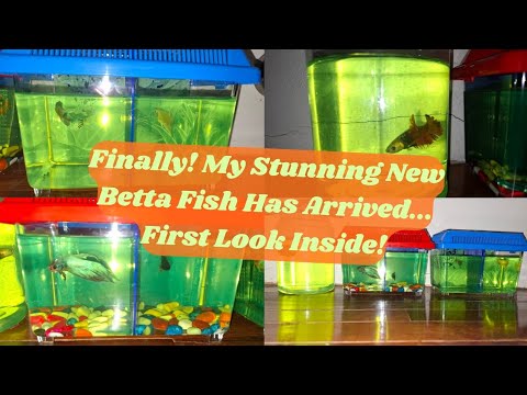 Unboxing My New Plakat Betta Fish | Stunning Colors & First Impressions ...