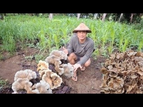 Naglabasan ang mga sikdot maaga manguha ang dami - YouTube