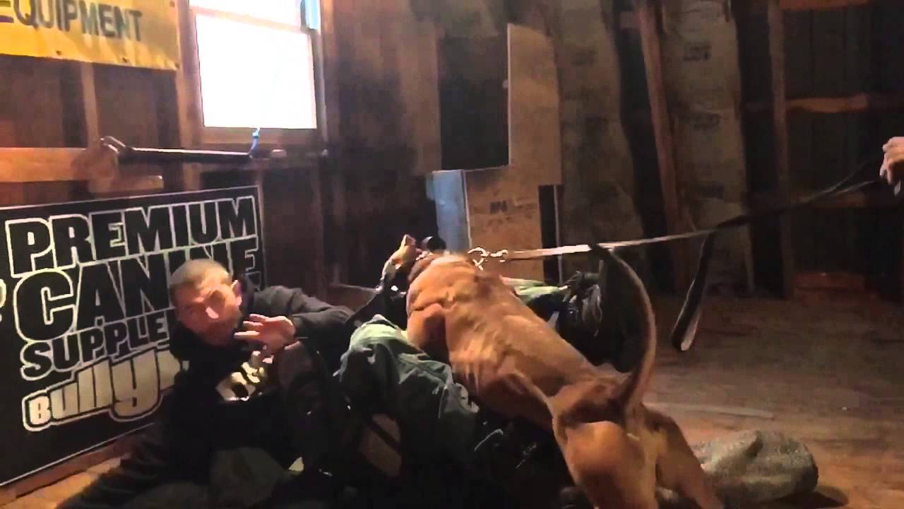 RIPPED protection dog muscle pitbull! UNREAL - YouTube